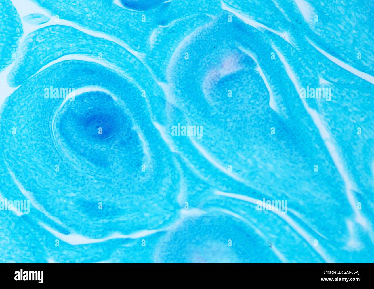 Plant cell micrograph hi-res stock photography and images - Alamy