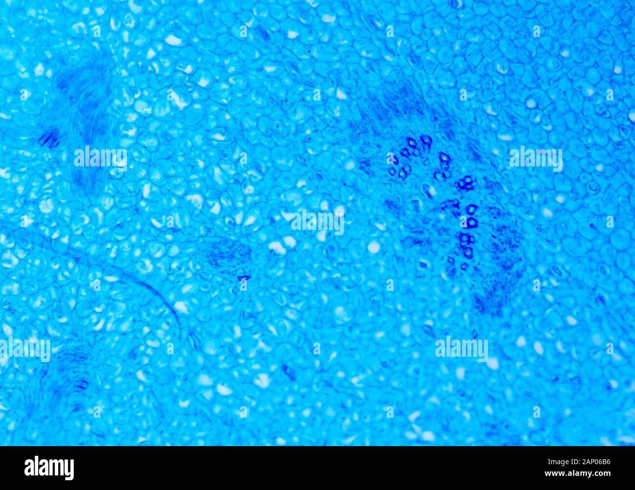 microscopic view of ficus carica fruit - transverse section Stock Photo ...