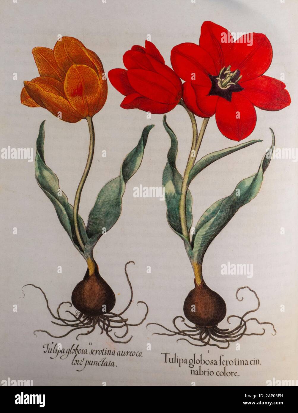 Tulip Pictures To Print