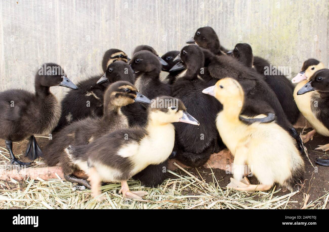 Duck broiler on a home farm Stock Photo - Alamy