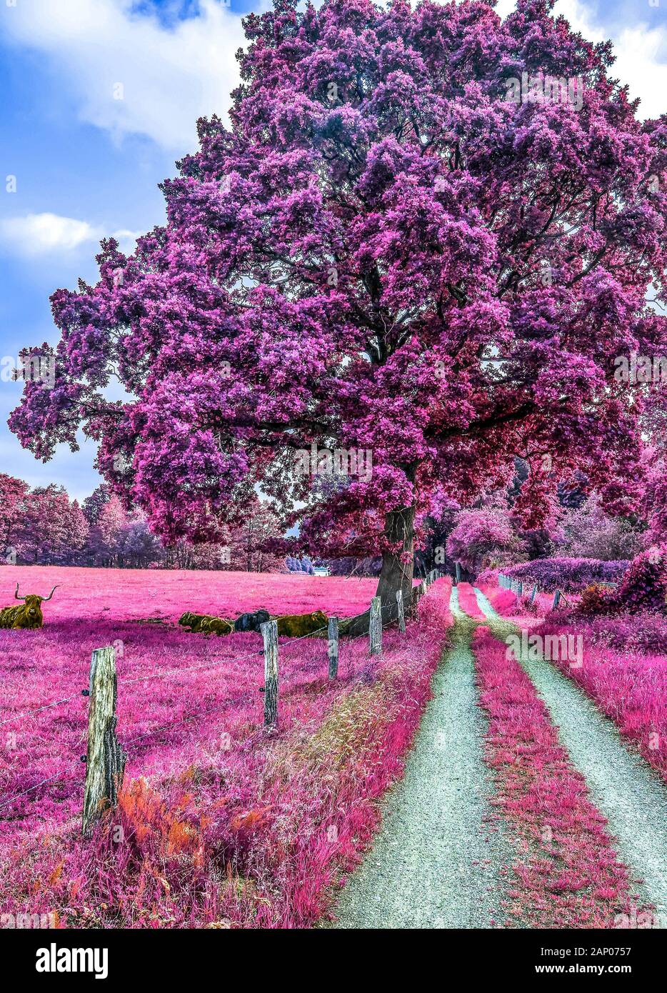 Beautiful purple infrared landscape with fields and trees Stock Photo ...