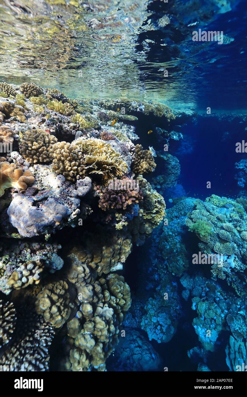 Beautiful shallow coral reef underwater in the Red Sea Stock Photo - Alamy