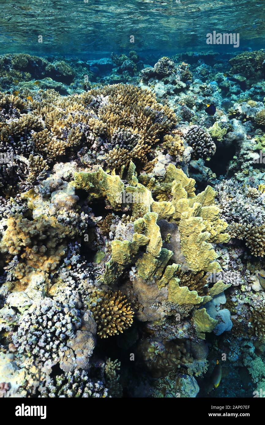 Beautiful shallow coral reef underwater in the Red Sea Stock Photo - Alamy
