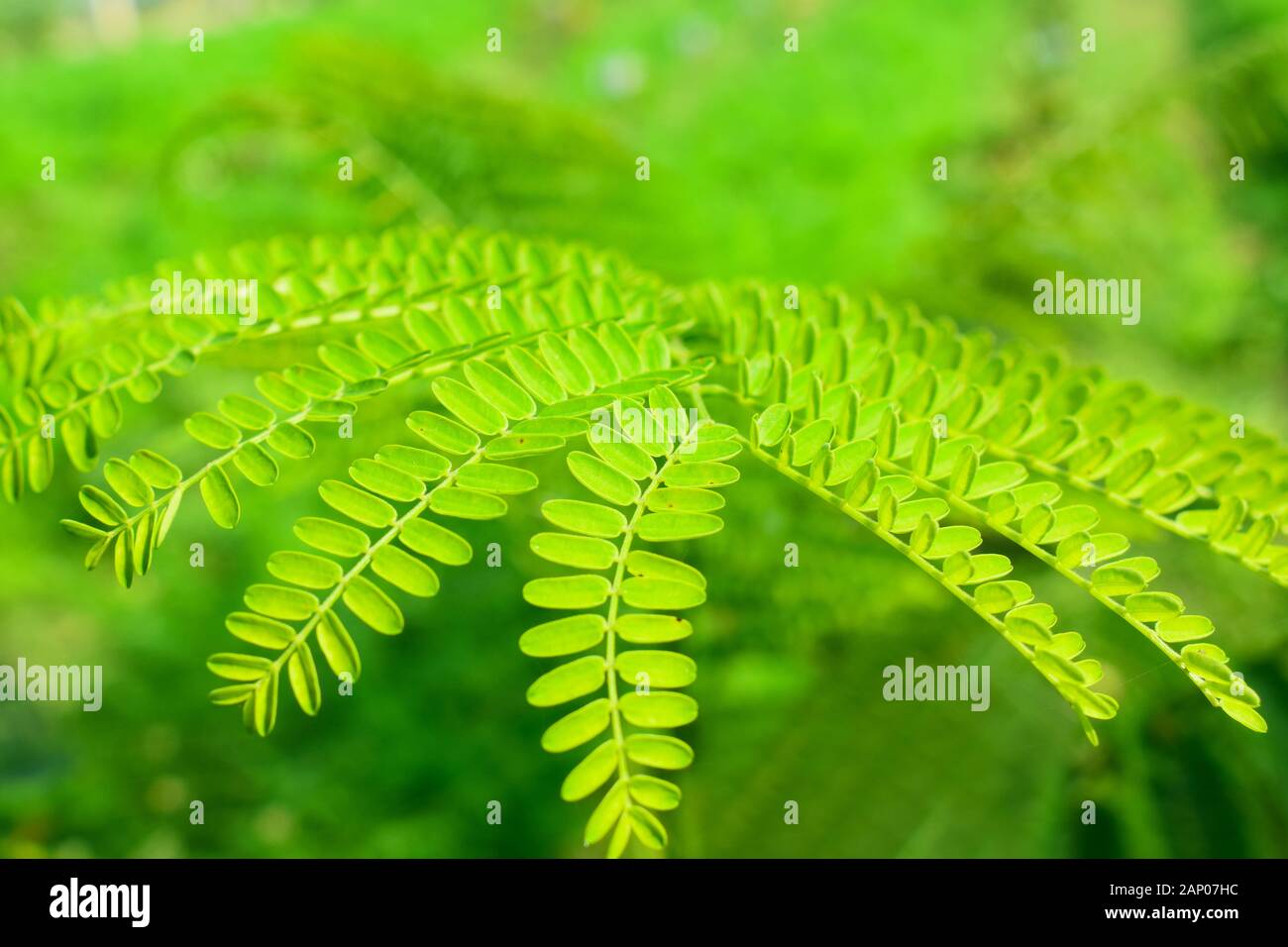 a beautiful portrait of a fresh green ostrich fern Stock Photo - Alamy