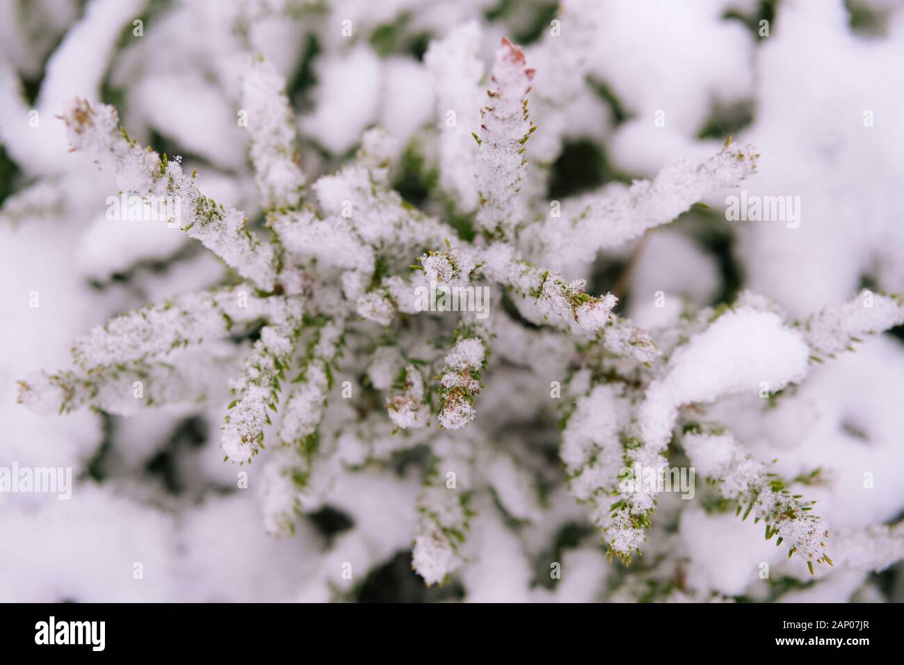 White blurred abstract background with pine tree branch covered with ...