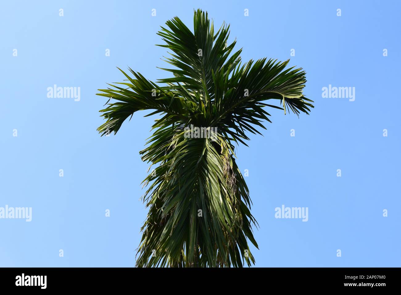 Palmyra palm hi-res stock photography and images - Alamy