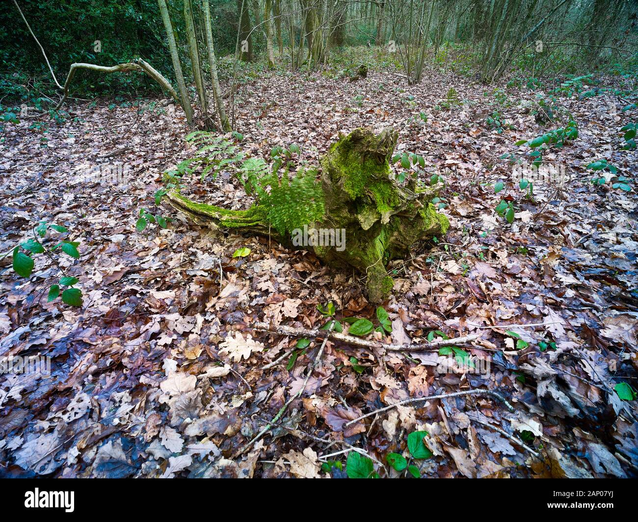 Broken tree stump nature abstract in a winter woodland setting with ...