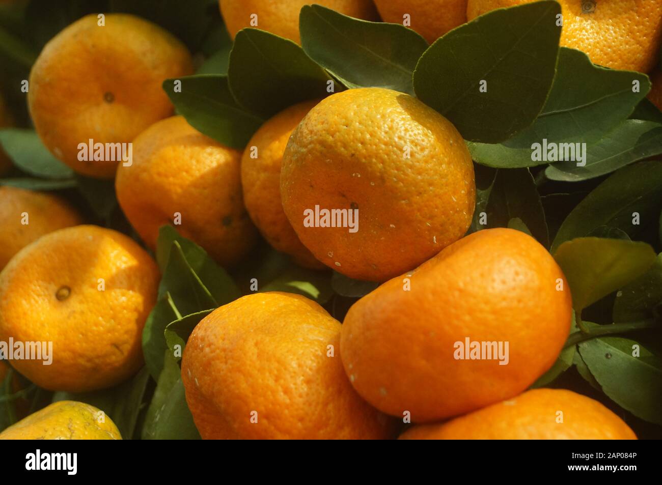 In guangdong, China, people buy tangerines as a symbol of happiness and ...