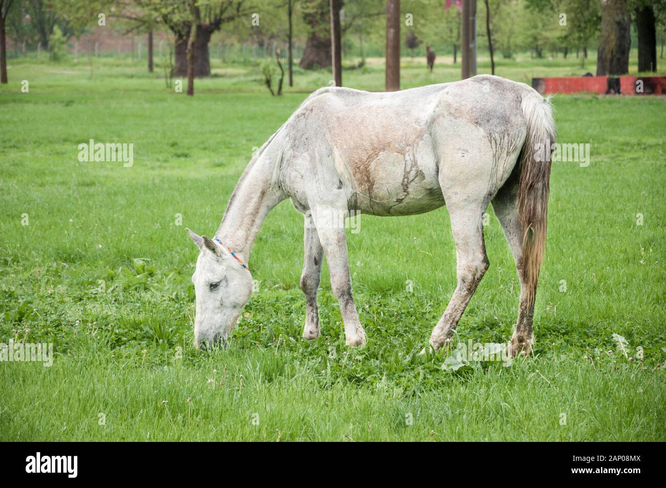 Scrawny hi-res stock photography and images - Alamy