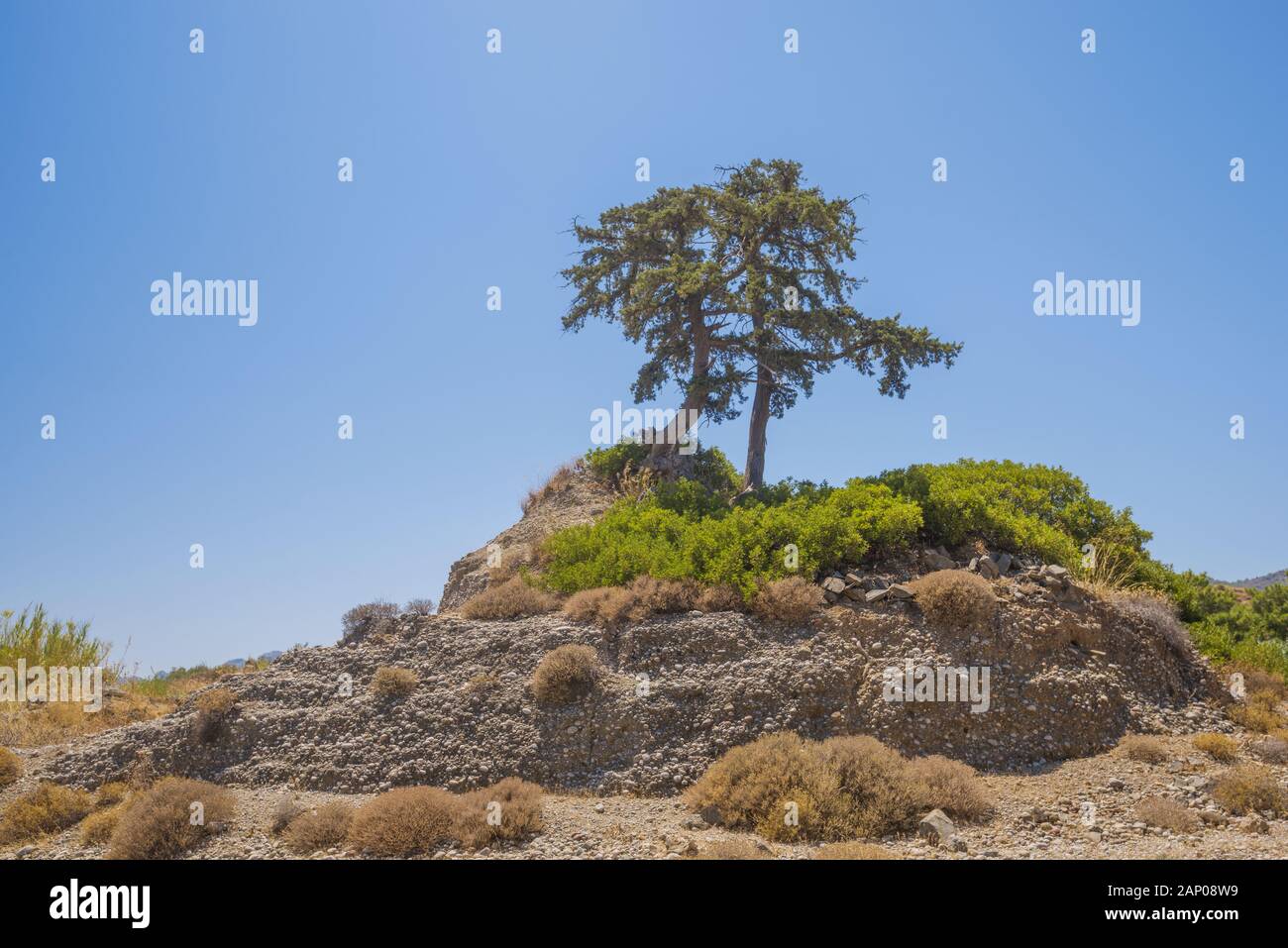 Lonely tree on a hill on blue sky background, Rhodes, Greece Stock ...