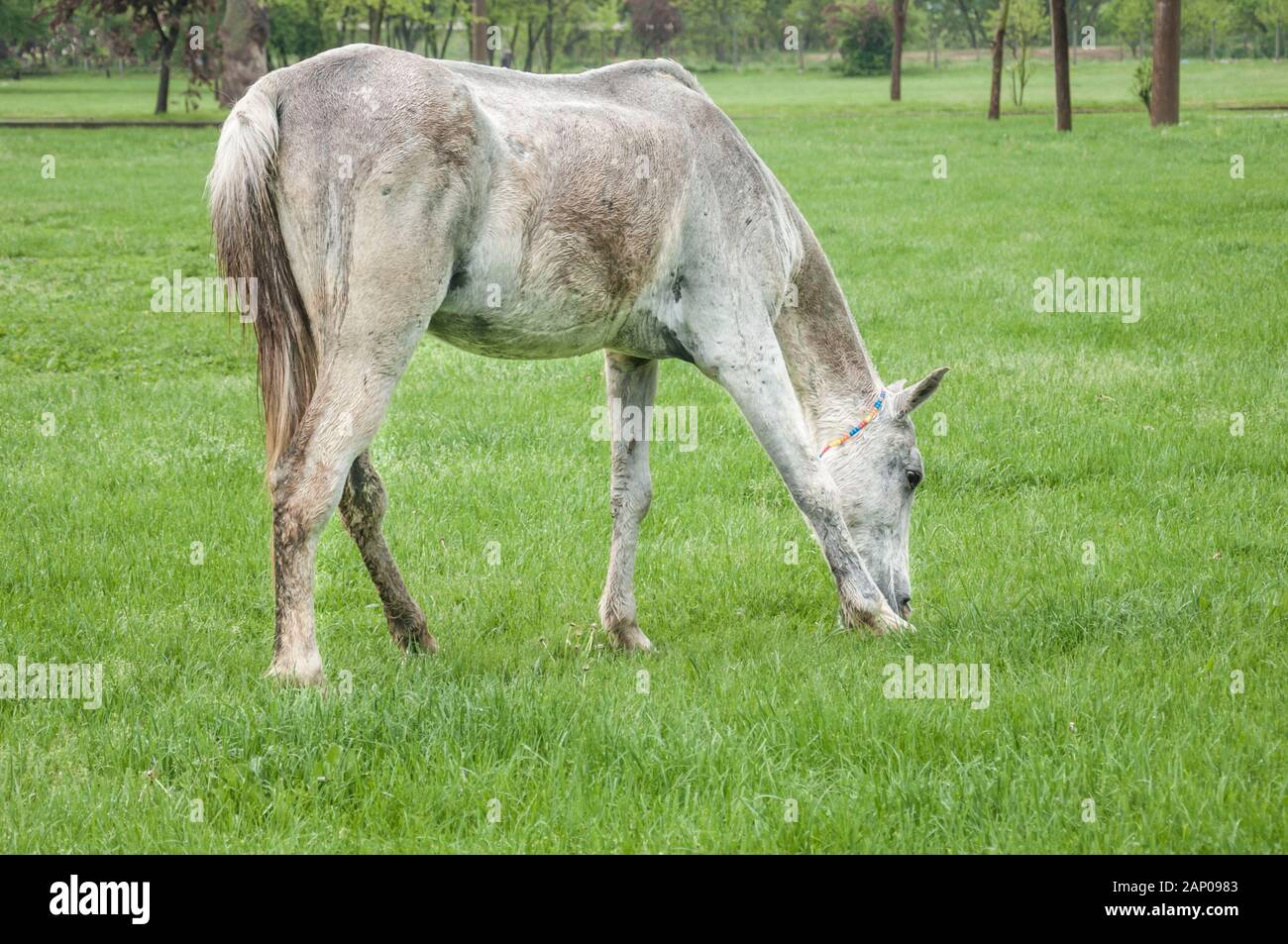 Scrawny hi-res stock photography and images - Alamy