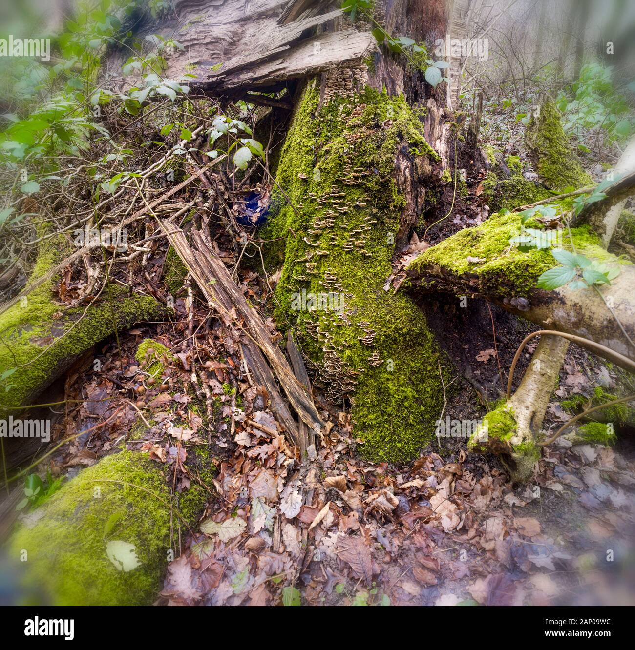 Broken tree stump nature abstract in a winter woodland setting with ...