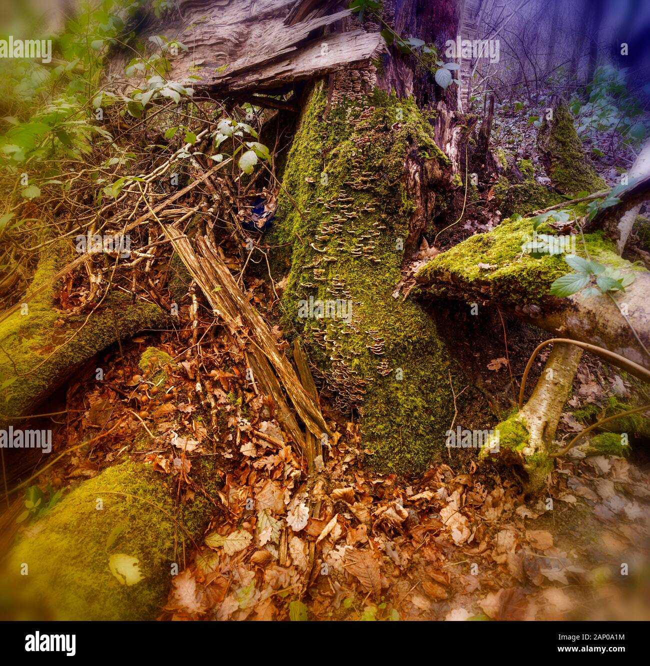 Broken tree stump nature abstract in a winter woodland setting with ...