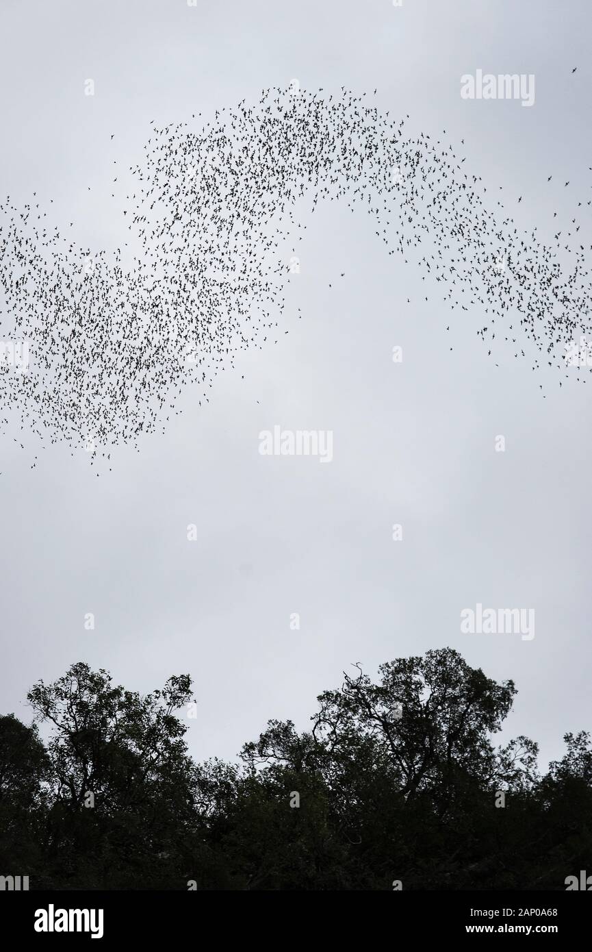 Millions of bats swarming out from the Deer Cave to head to their ...