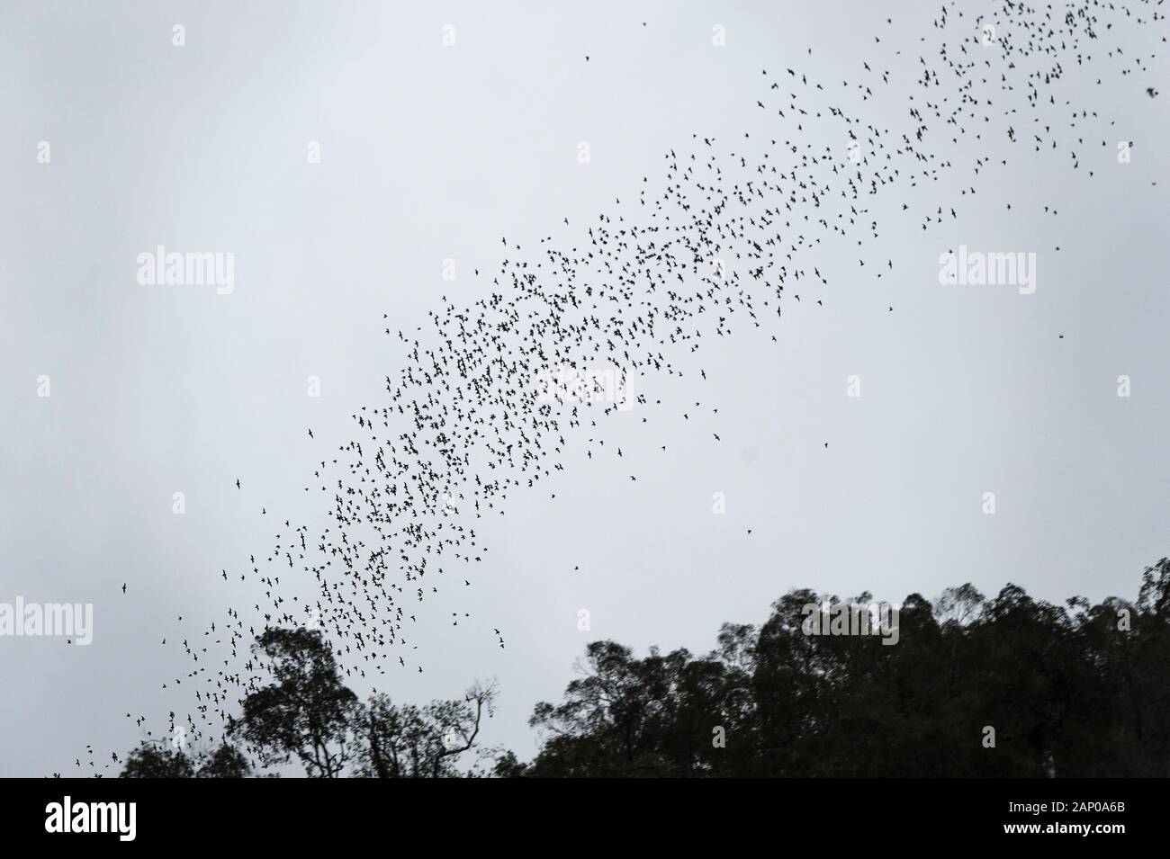 Millions of bats swarming out from the Deer Cave to head to their ...