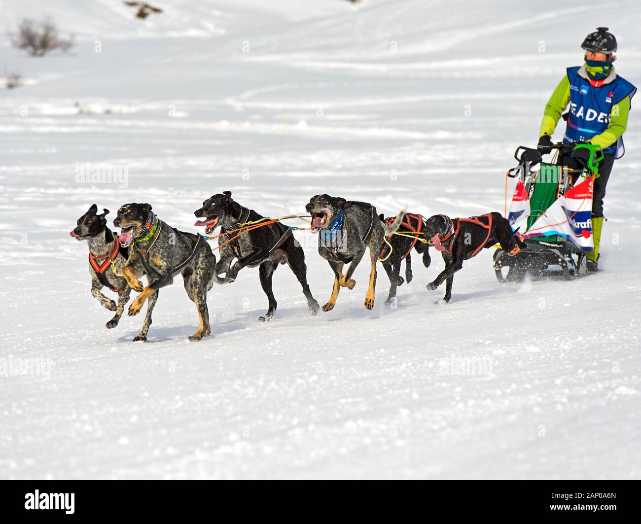 Dog sled team of hunting dog crossbreeds, dogsledding, dog sled race La ...
