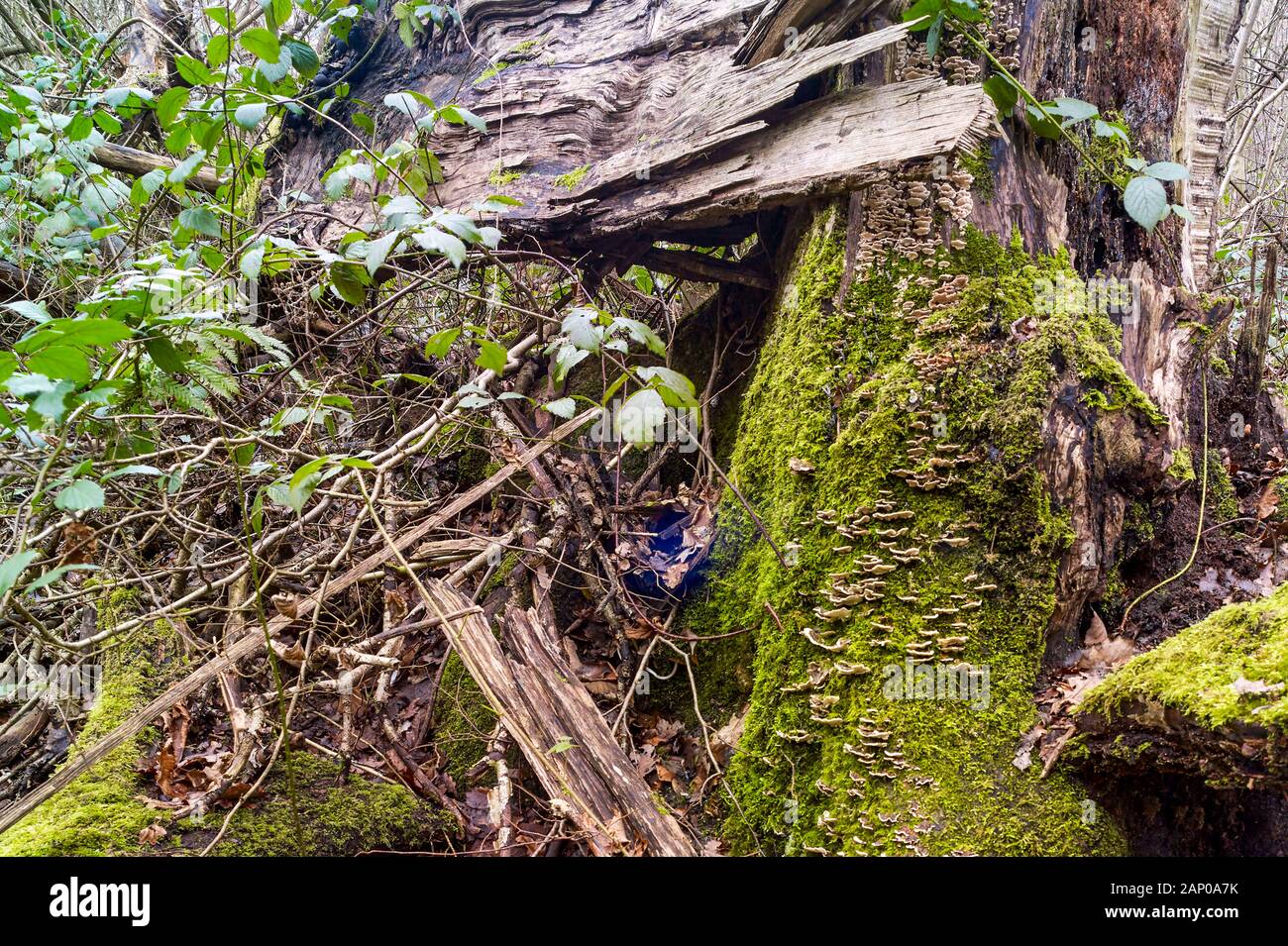 Splintered tree close up abstract with moss and brambles in woodland ...
