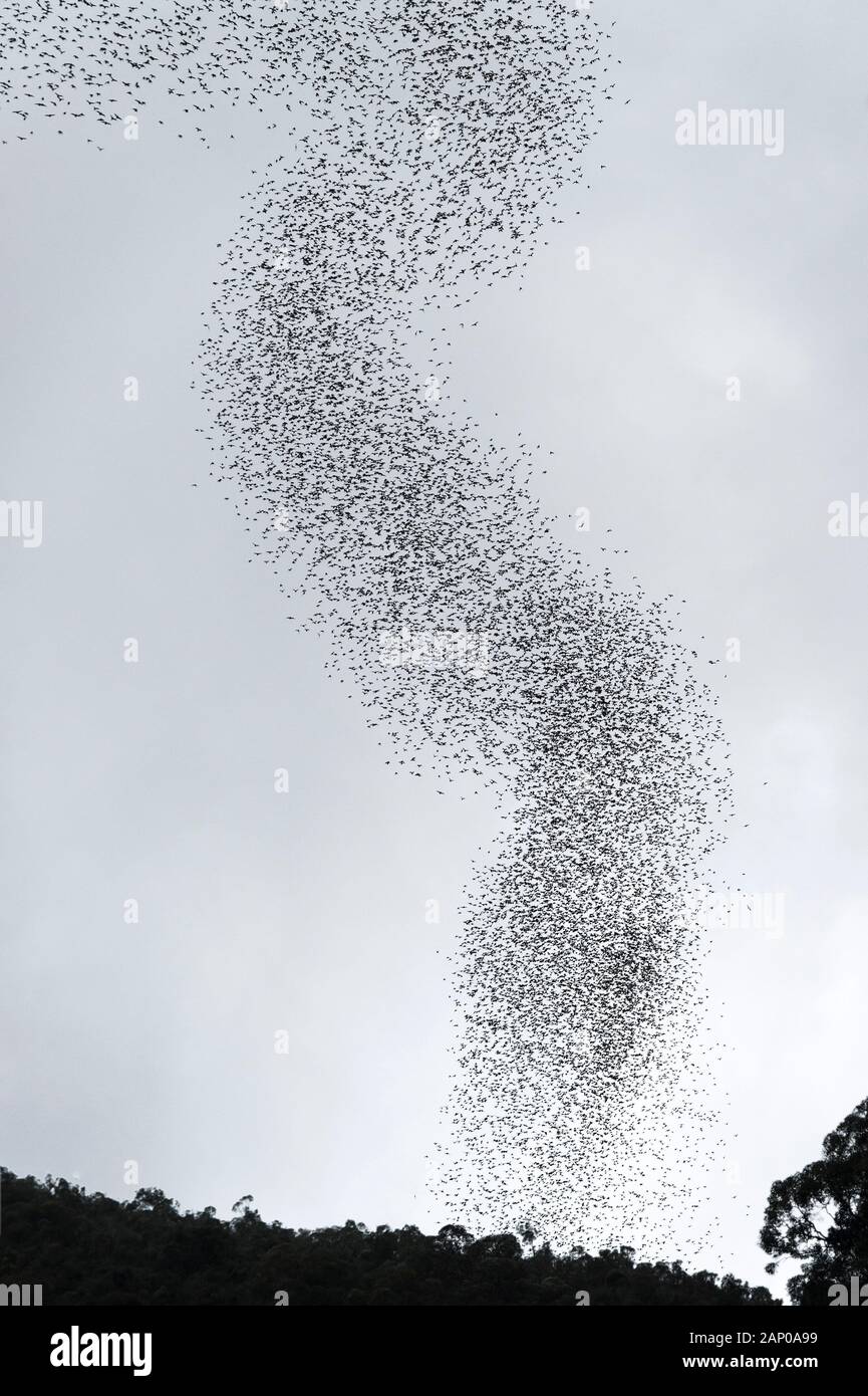 Millions of bats swarming out from the Deer Cave to head to their ...