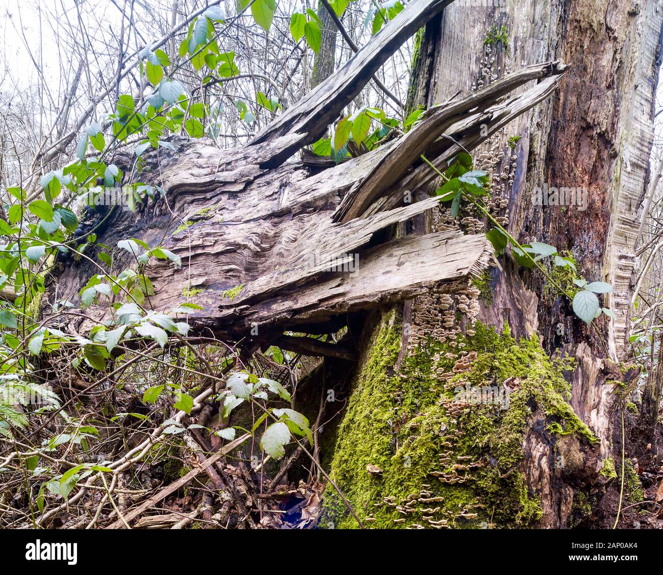 Splintered tree close up abstract with moss and brambles in woodland ...