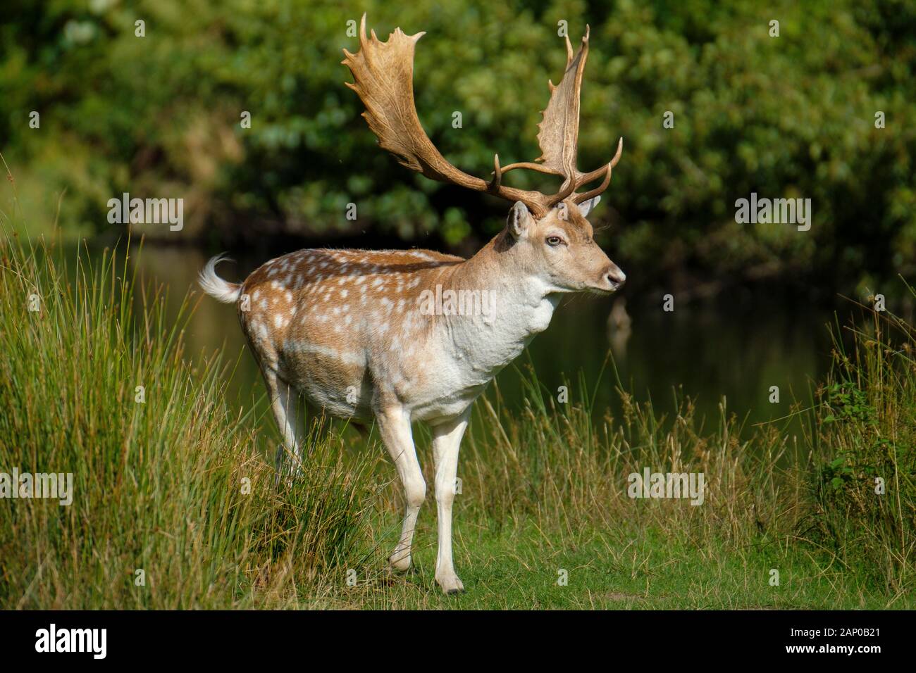 A fallow deer stag or buck Stock Photo - Alamy