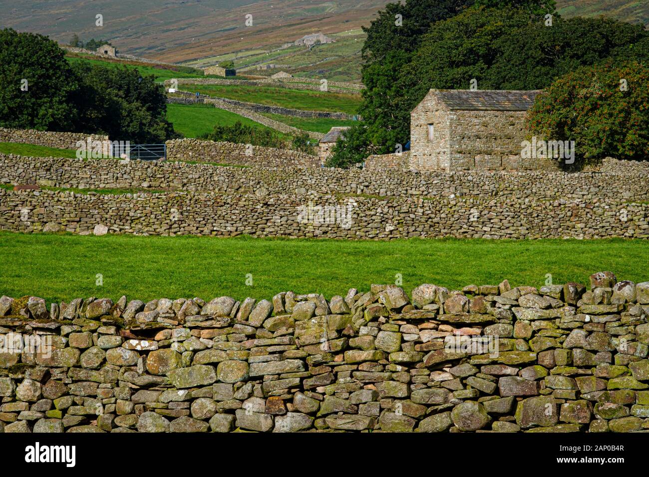 Stone walls and barns are a feature of the farms in North Yorkshire ...