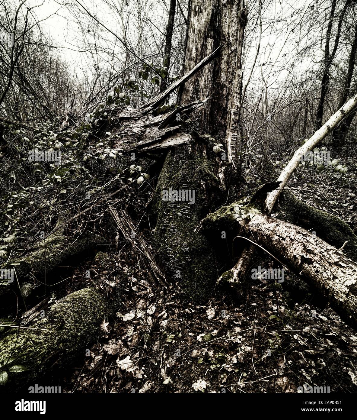 Broken tree stump nature abstract in a winter woodland setting with ...