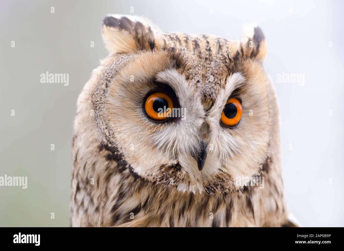 eagle owl, nocturnal bird of prey in Italy Stock Photo - Alamy