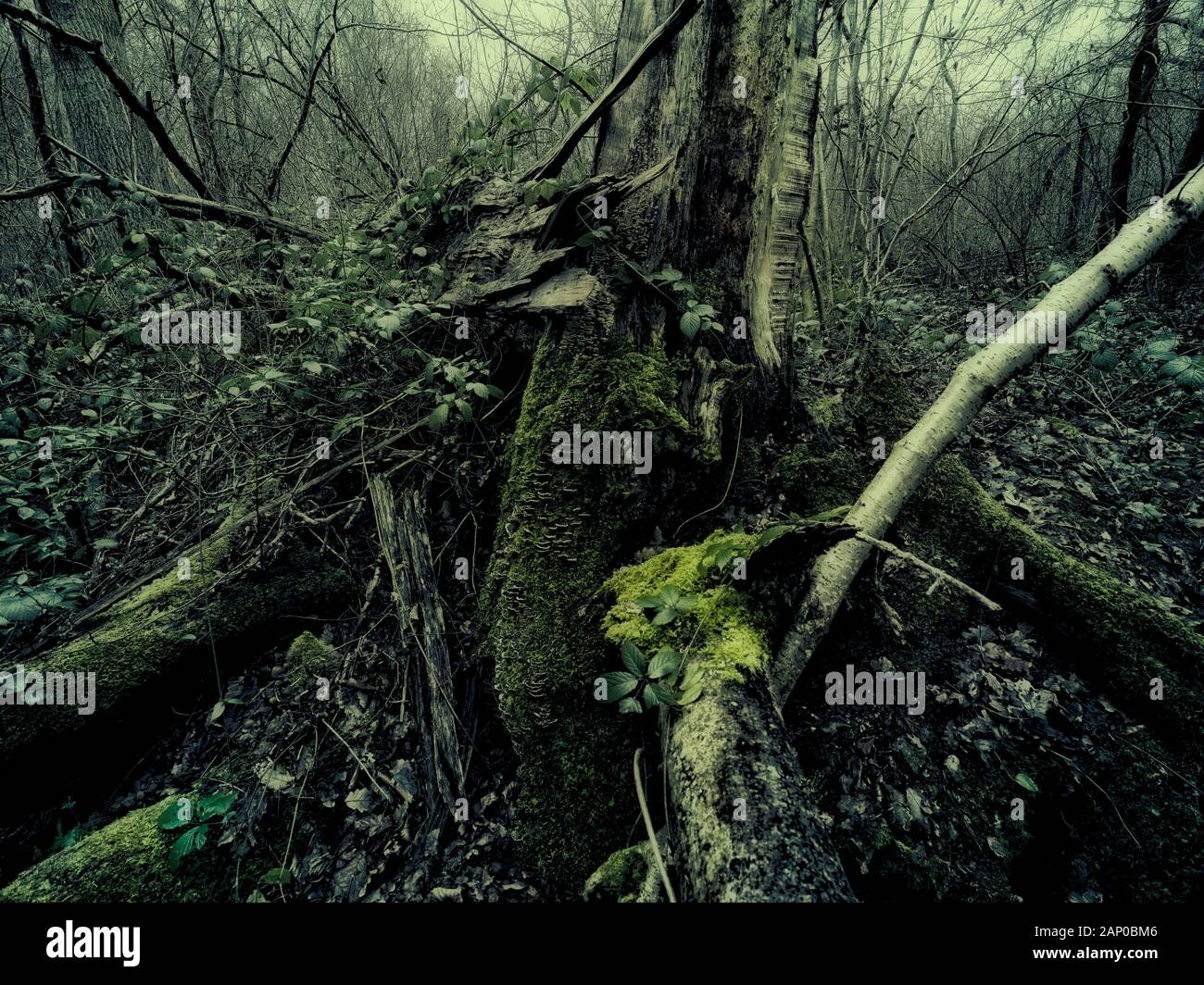 Broken tree stump nature abstract in a winter woodland setting with ...