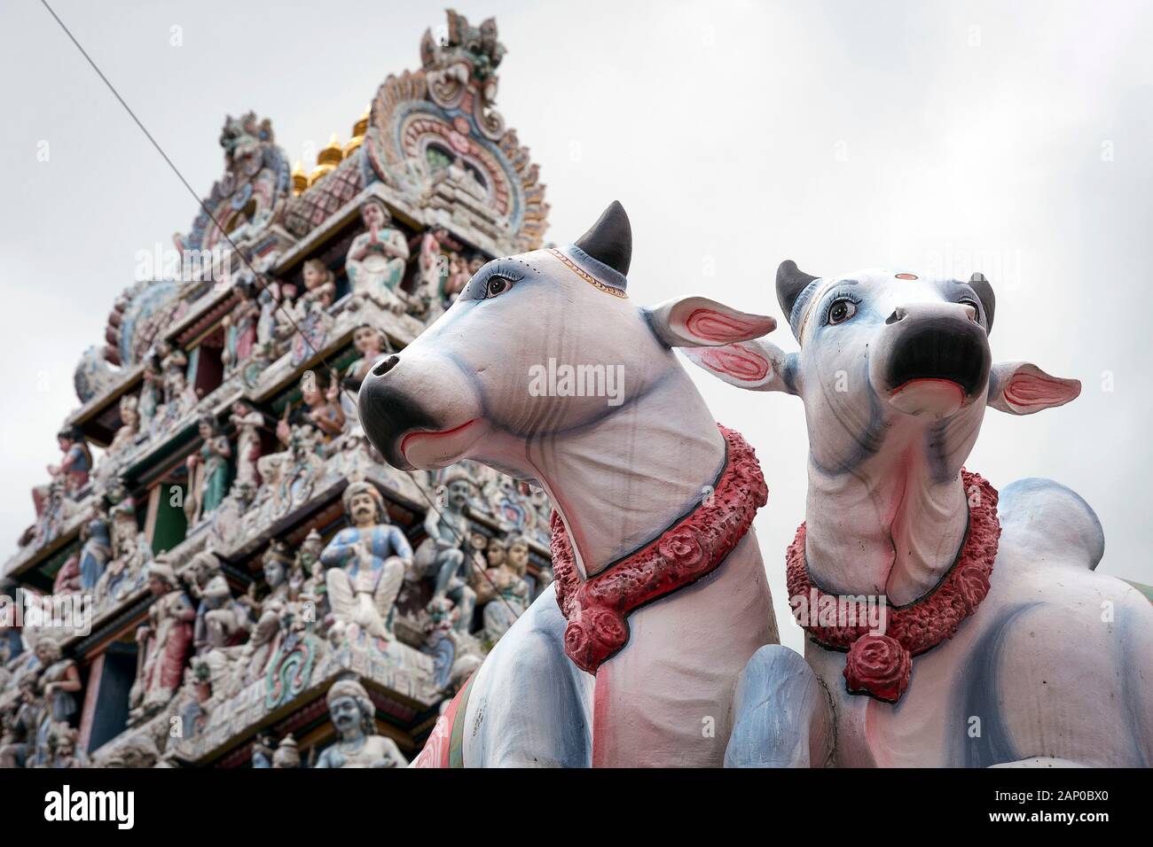 Cow statues and temple at Little India in Singapore Stock Photo - Alamy