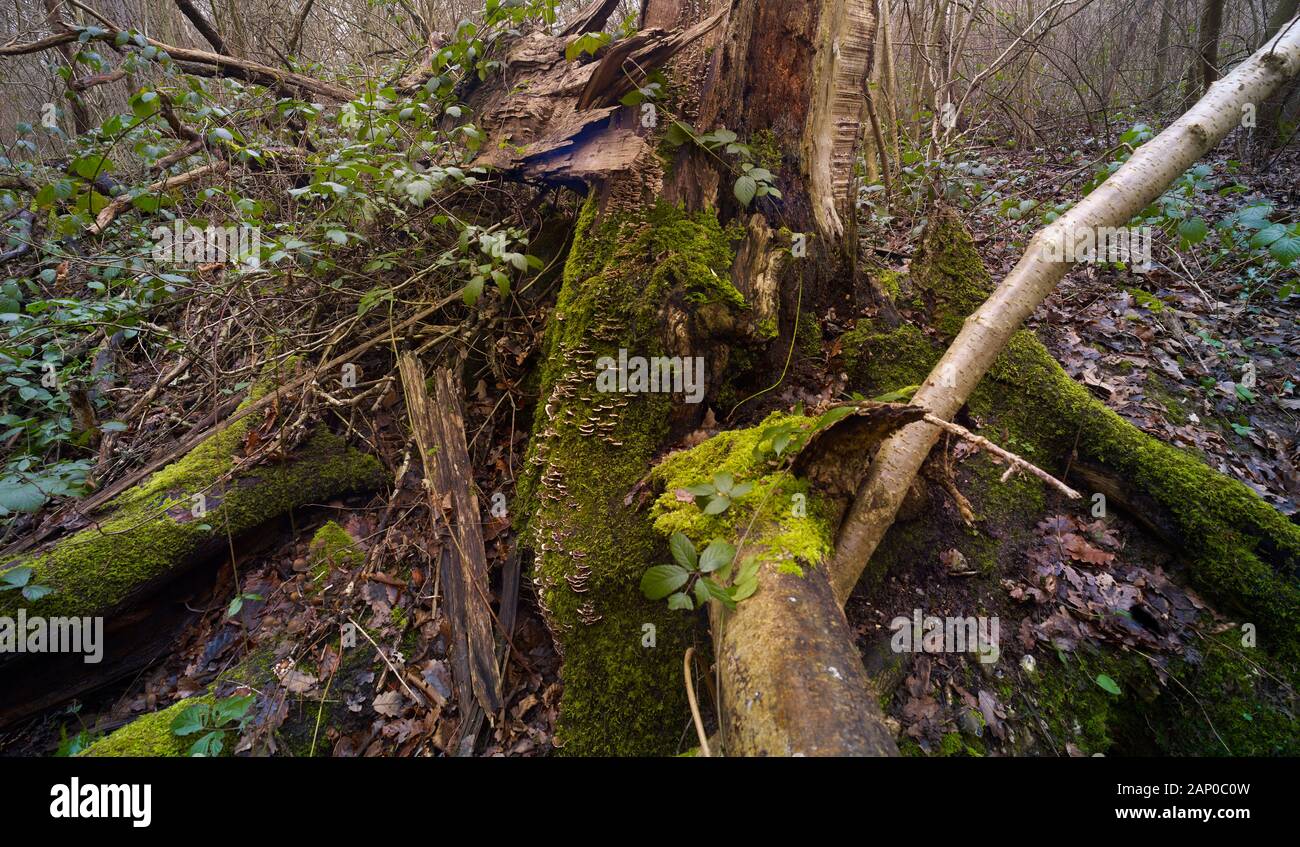 Broken tree stump nature abstract in a winter woodland setting with ...