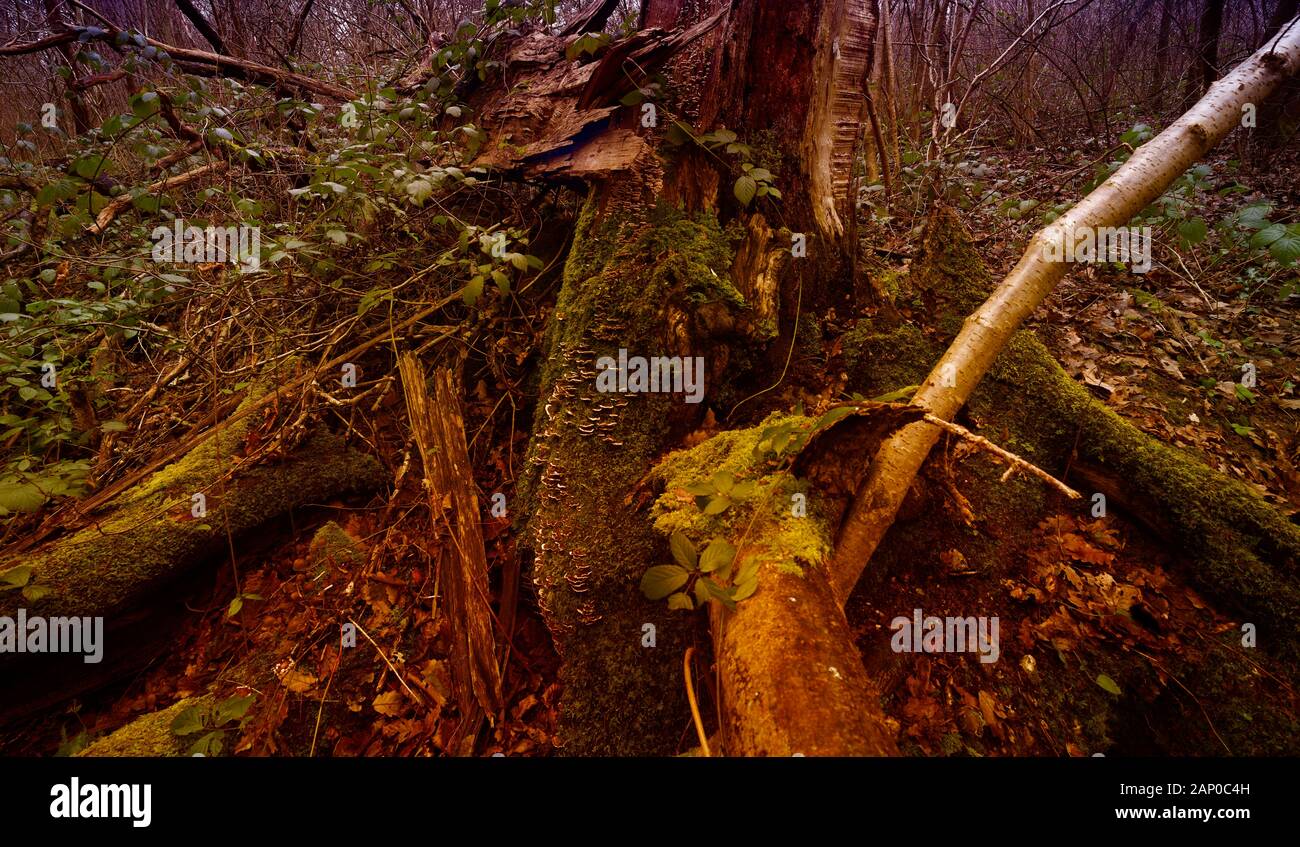 Broken tree stump nature abstract in a winter woodland setting with ...