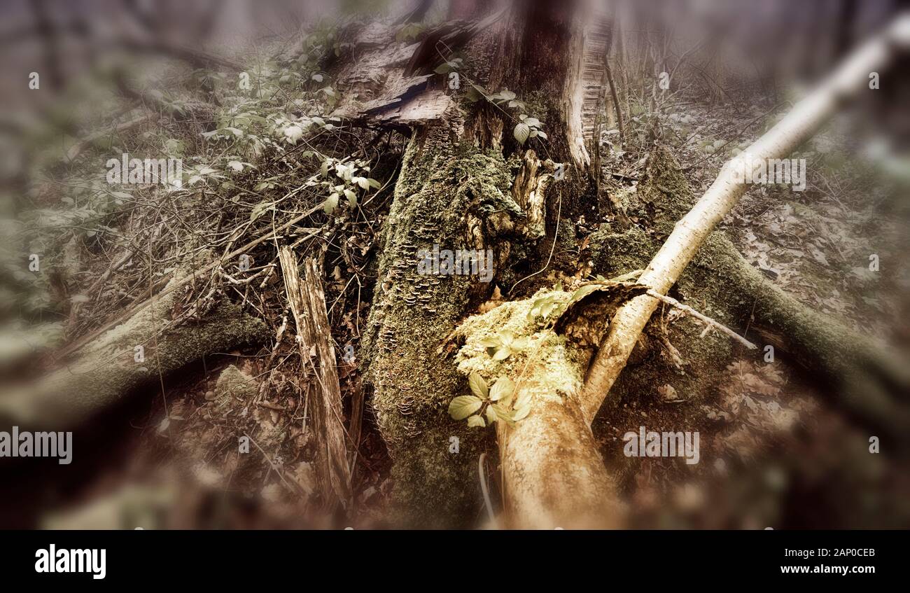 Broken tree stump nature abstract in a winter woodland setting with ...