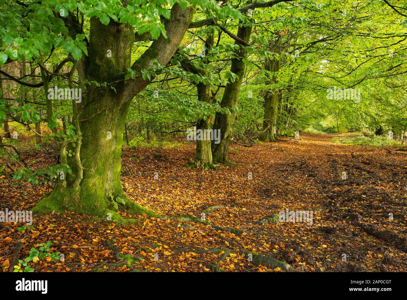 Trail through beech trees on Beacon Hill in Trellech in Wales Stock ...
