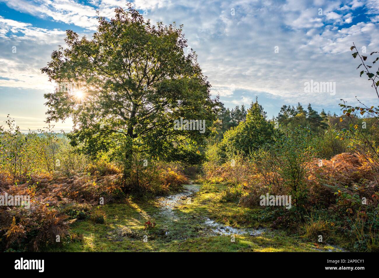 Immature oak tree hi-res stock photography and images - Alamy