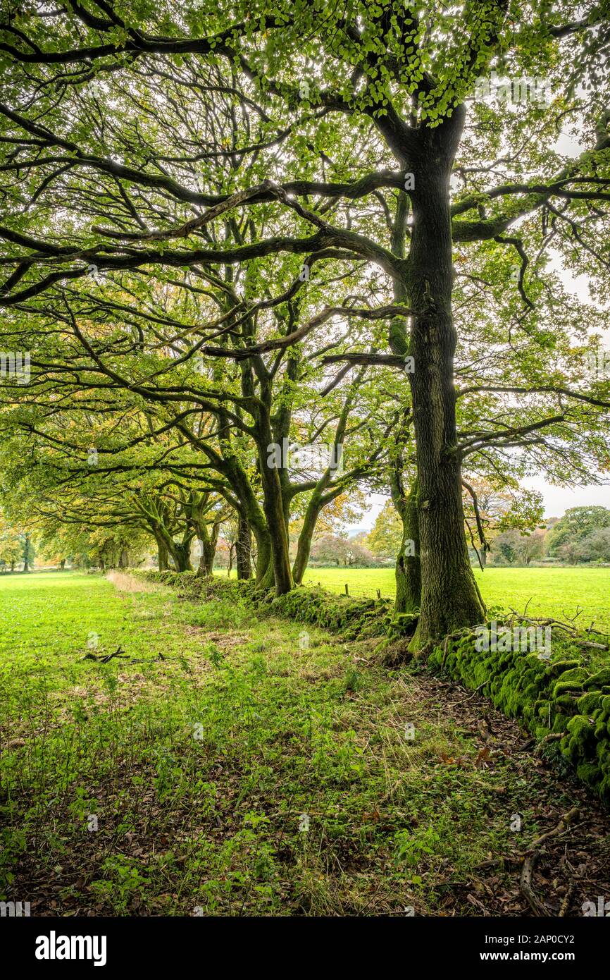Oak tree and stone wall hi-res stock photography and images - Alamy