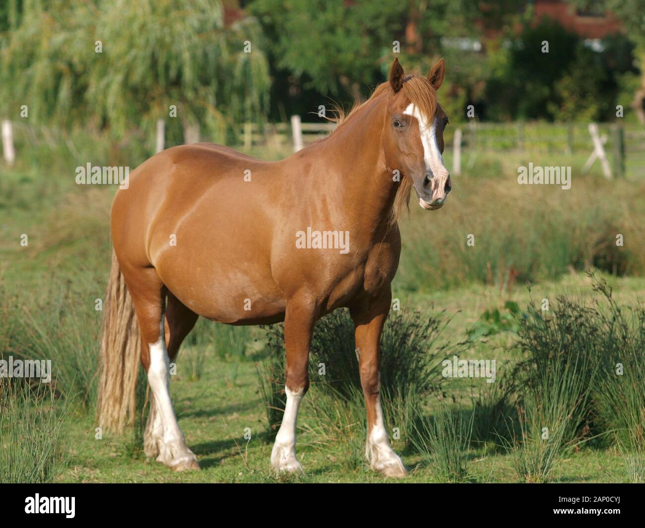A single chestnut Welsh cob stands alone in a paddock Stock Photo - Alamy