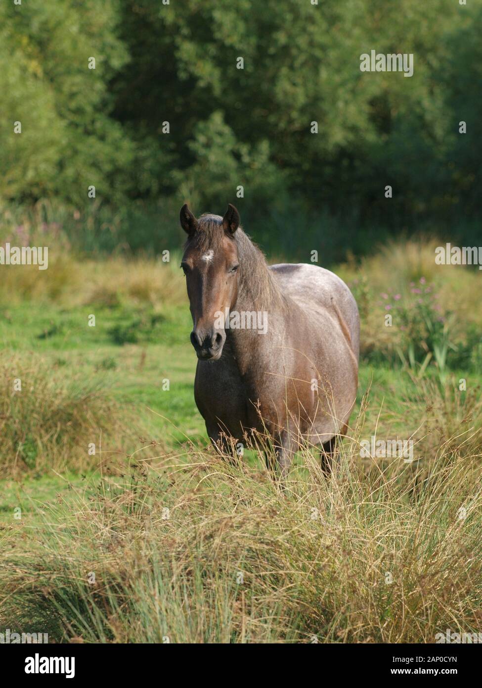 Section d pony hi-res stock photography and images - Alamy