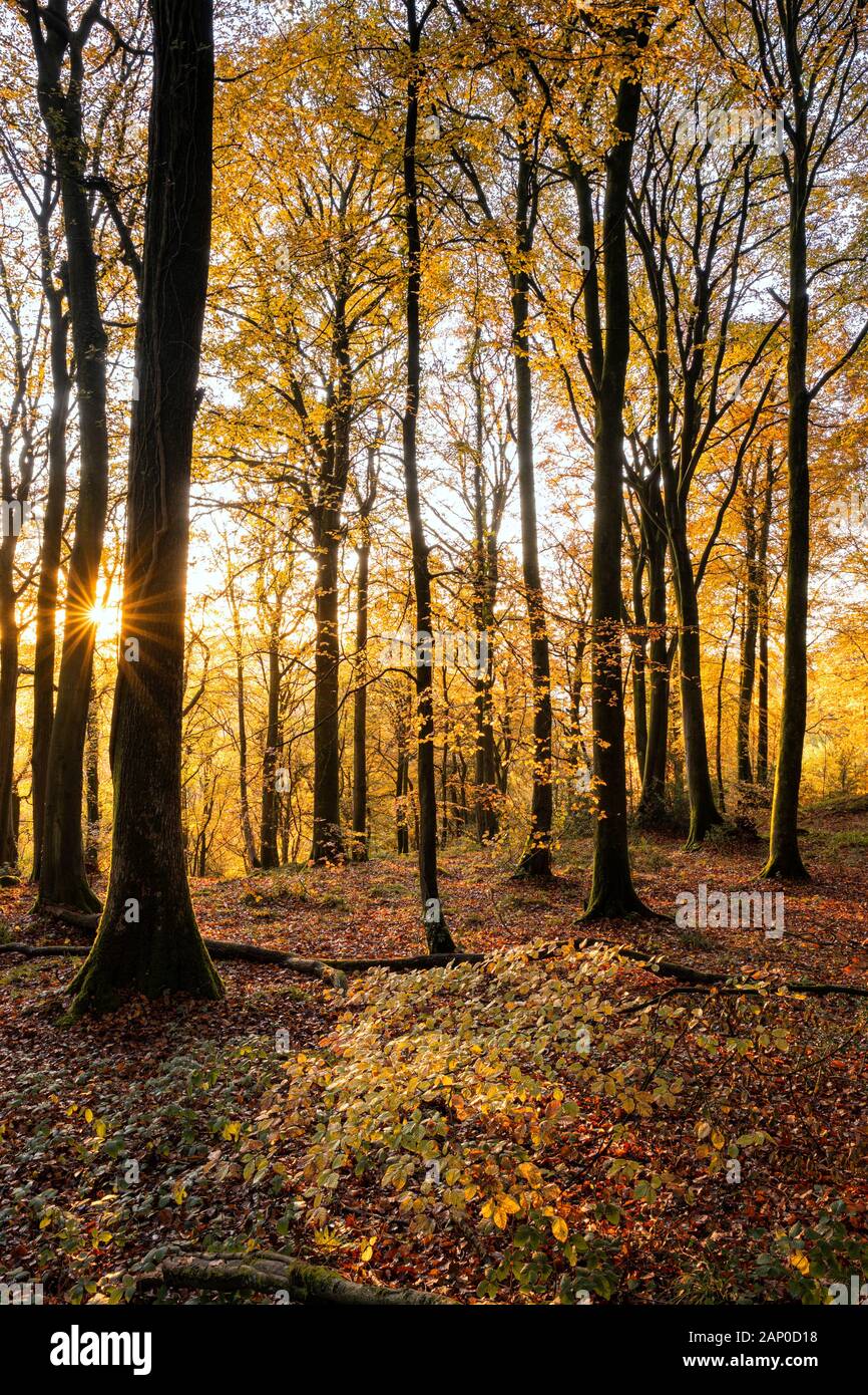 Autumnal trees in the lower Wye Valley in Wales Stock Photo - Alamy