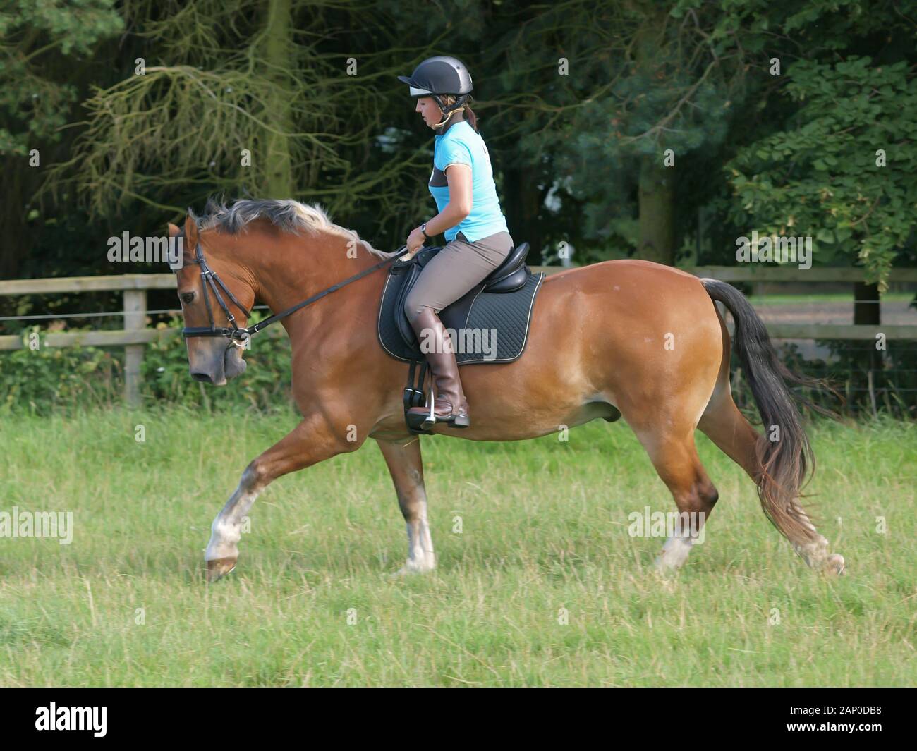 Girl riding bay dressage horse hi-res stock photography and images - Alamy