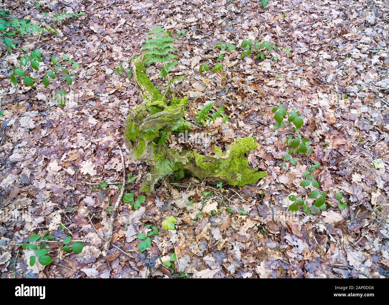Broken tree stump nature abstract in a winter woodland setting with ...
