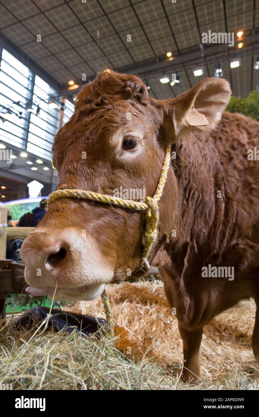Exhibition Livestock Competition High Resolution Stock Photography and ...