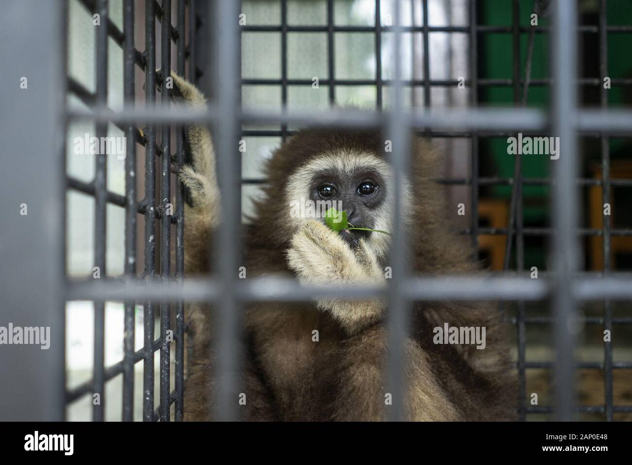 Animal poaching indonesia hi-res stock photography and images - Alamy