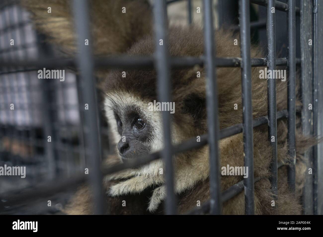 Animal poaching indonesia hi-res stock photography and images - Alamy
