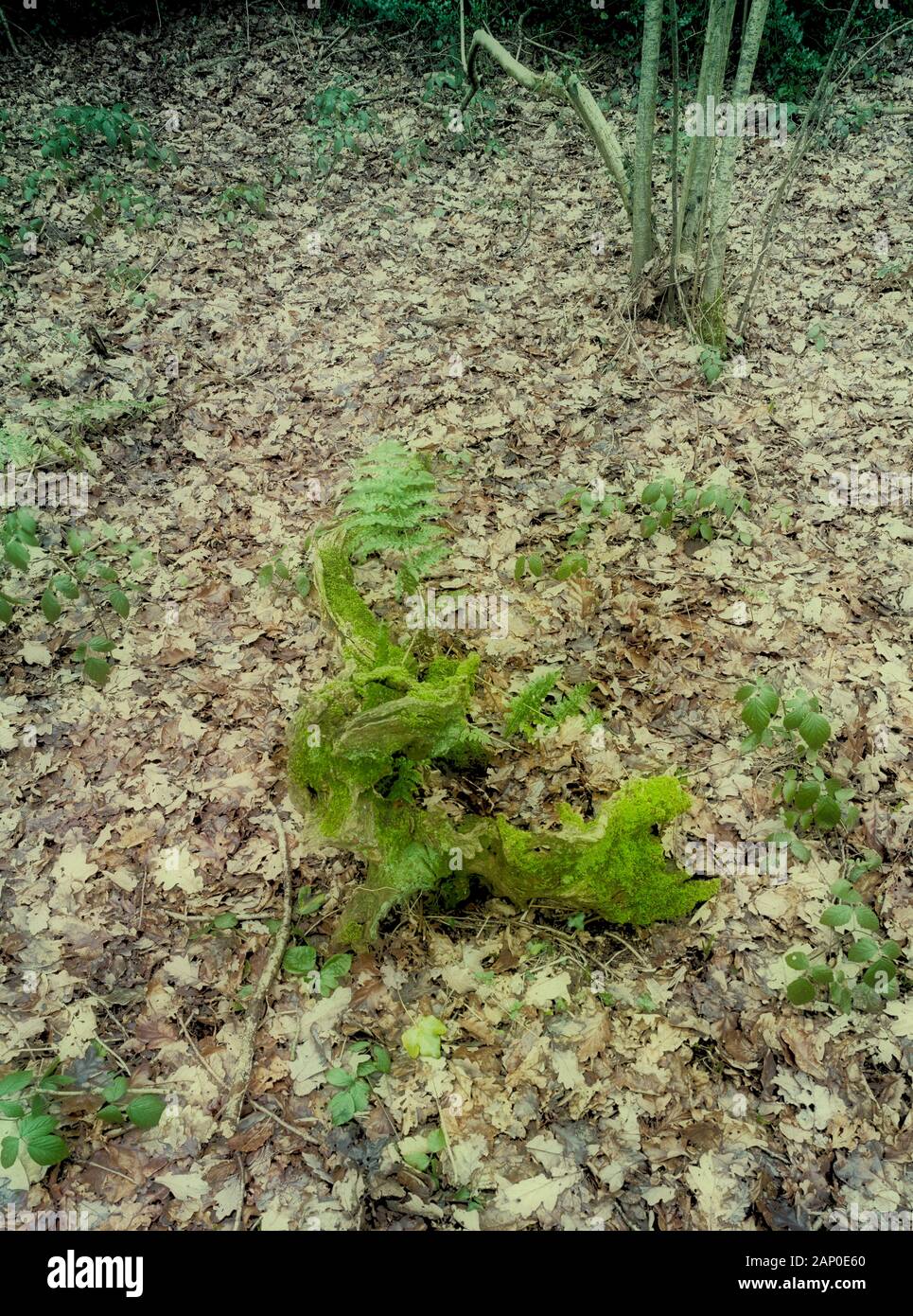 Broken tree stump nature abstract in a winter woodland setting with ...