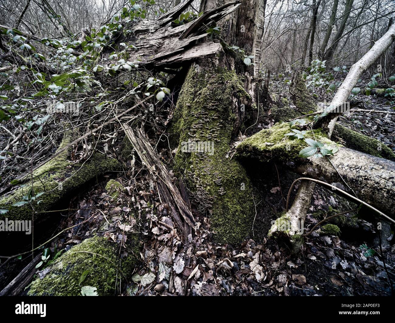 Broken tree stump nature abstract in a winter woodland setting with ...