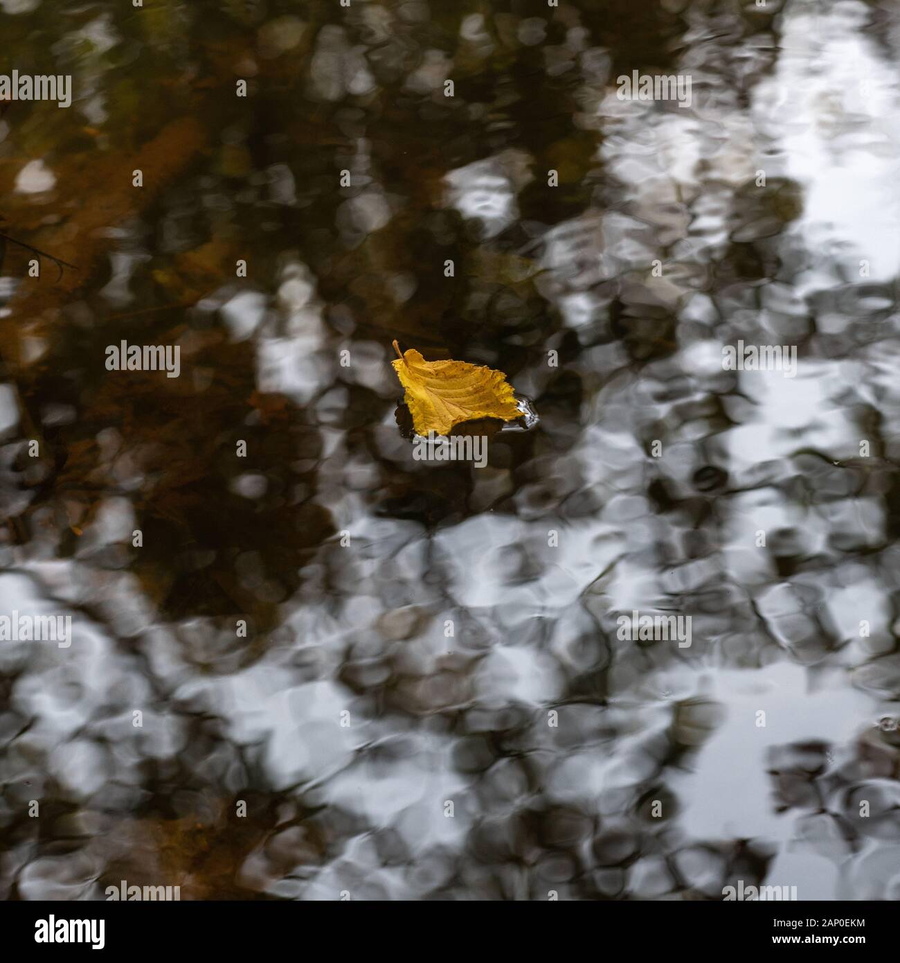 Floating autumn leaf. River Brett in Suffolk Stock Photo - Alamy