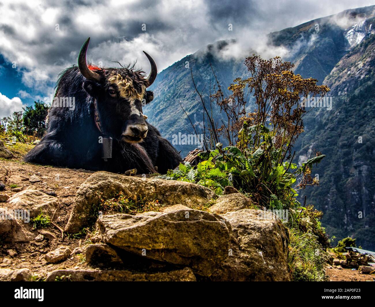 Wild bull laying down in the Himalayan area in Nepal Stock Photo - Alamy