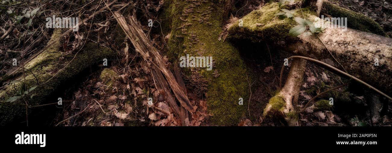 Broken tree stump nature abstract in a winter woodland setting with ...