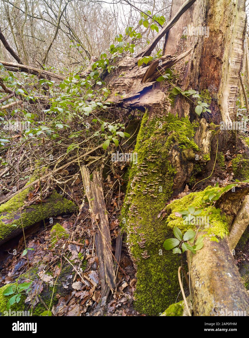 Broken tree stump nature abstract in a winter woodland setting with ...