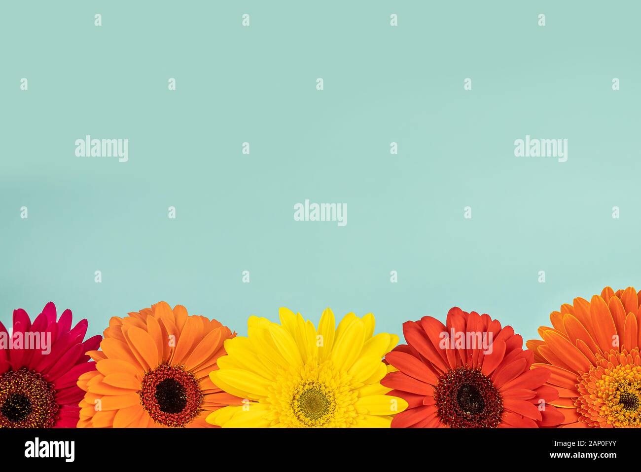 Different color flowers gerberas on a light blue background, free copy ...